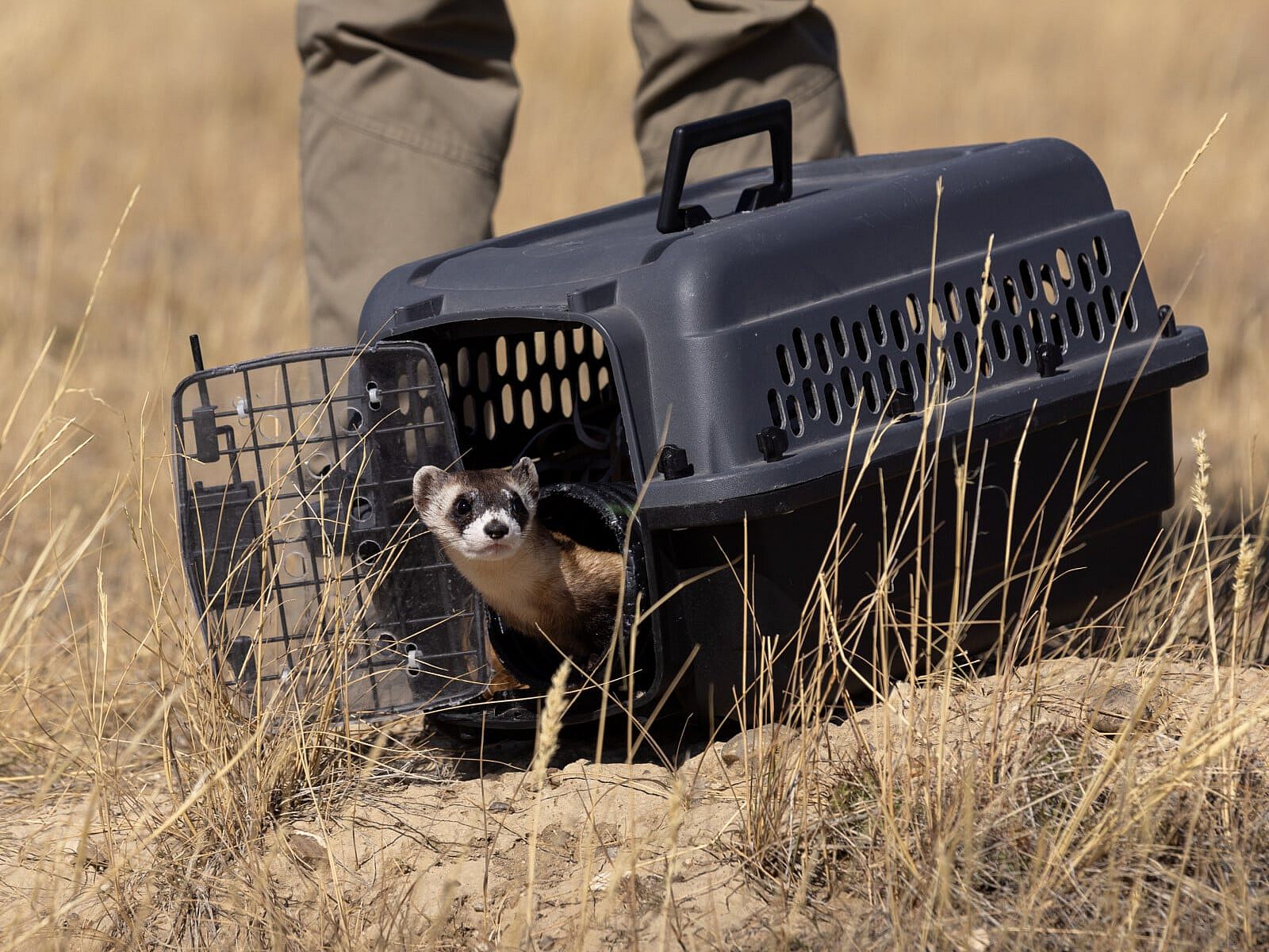 Conservation of Black-Footed Ferrets - Buffalo Bill Center of the West
