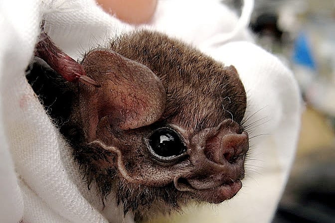 The Truth About Bats - Buffalo Bill Center of the West