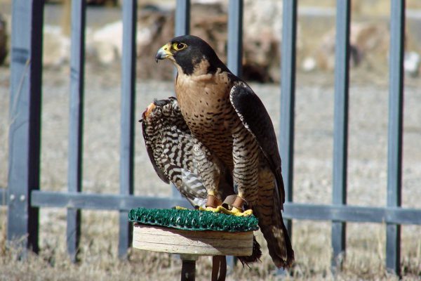 Rethinking a peregrine falcon perch - Raptor Experience