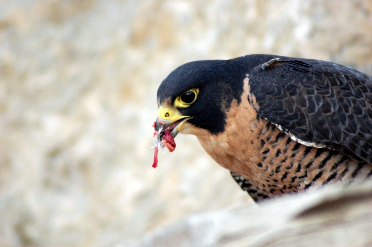 Peregrine falcon Hayabusa - Draper Museum Raptor Experience