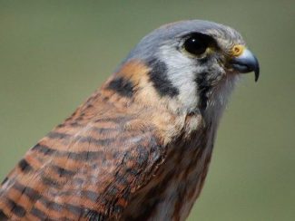 Favorite Facts about American Kestrels-Buffalo Bill Center of the West