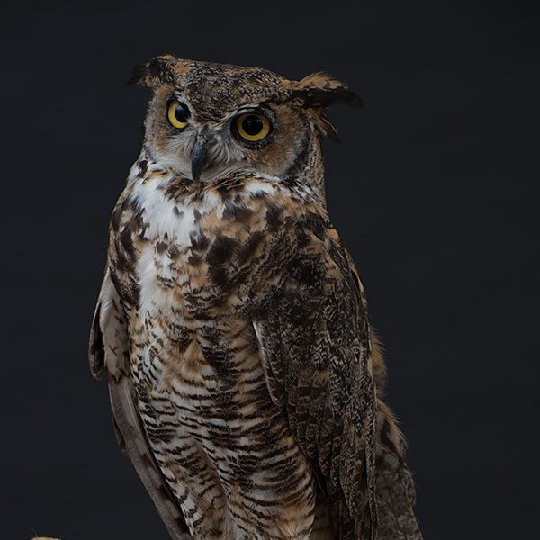 Treasures from Our West: Teasdale the great horned owl