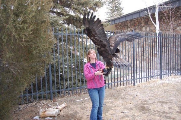 The Song of the Eagle Handler - Buffalo Bill Center of the West
