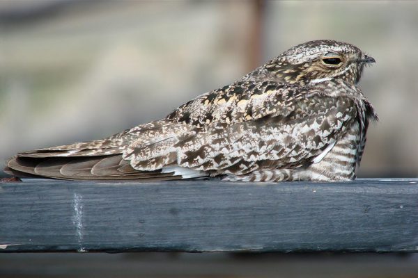 Common Nighthawks-Buffalo Bill Center of the West