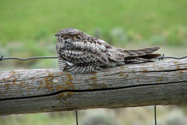 Common Nighthawks-Buffalo Bill Center of the West