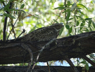 Common Nighthawks-Buffalo Bill Center of the West