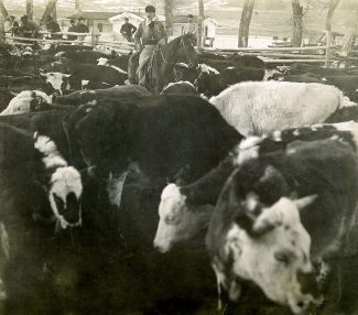 Points West: Work and More Work, A Seasonal Look at Buffalo Bill