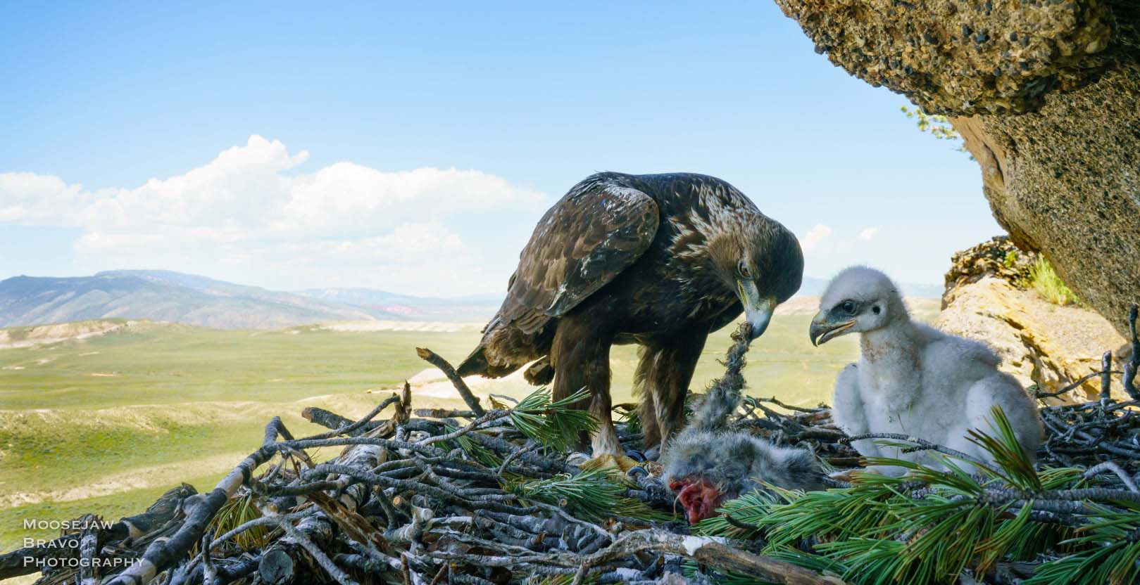 Golden Eagle Vs Bald Eagle Size Raptor Resource Project: Bald Eagle