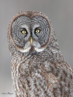 Do Owls Have Good Hearing: Owl Ears and Owl Hearing
