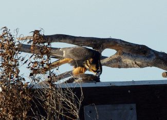 Hacking: What it is and How it’s Done - Buffalo Bill Center of the West