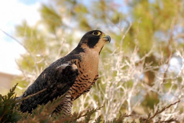 Falcons of North America - Buffalo Bill Center of the West