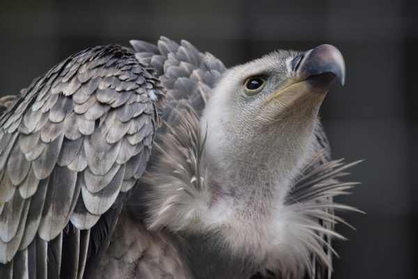 THE ESSENTIAL VULTURE Part 2: Why they are in trouble, and Why it ...