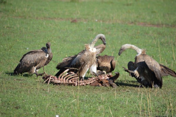 THE ESSENTIAL VULTURE Part 1: Why We Should Love Them - Buffalo Bill ...