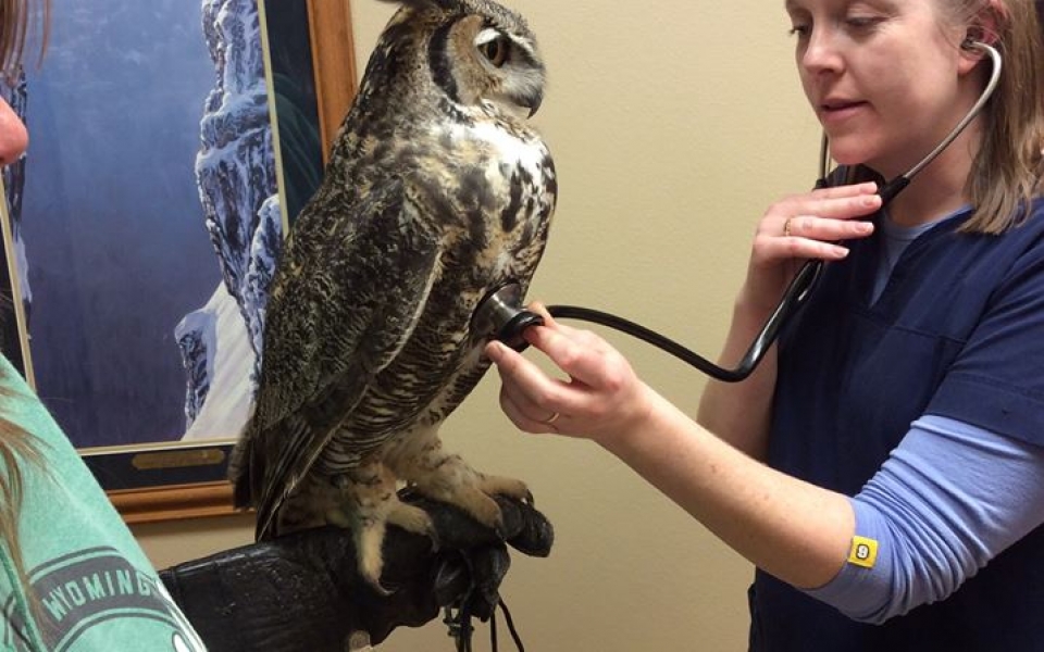 Support Confirmation Page - Buffalo Bill Center of the West