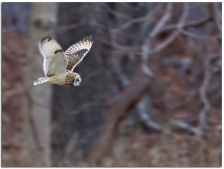 Native Americans and Owls: Owls in Native American Culture