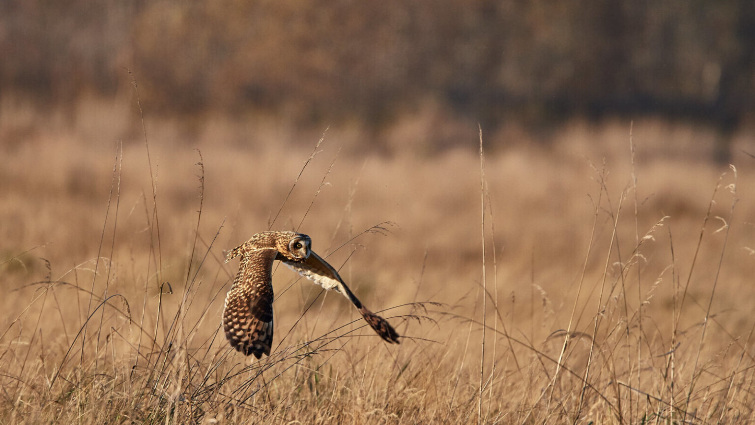 Native Americans and Owls: Owls in Native American Culture