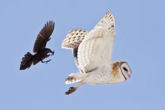 Mobbing: What It Is, and Why Do Mobbed Birds Put Up With It - Buffalo ...