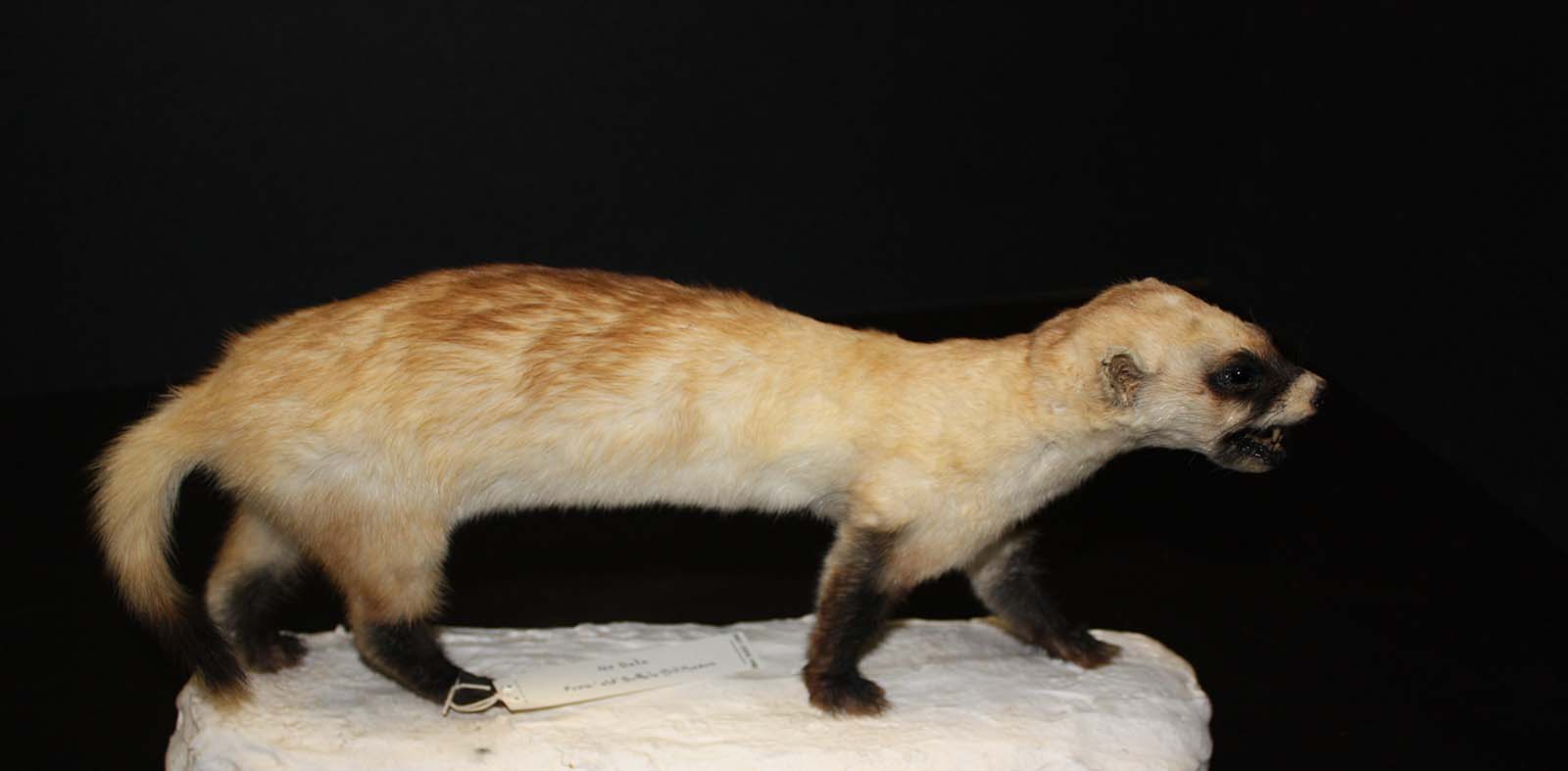 Museum Minute: The Black Footed Ferret Success Story