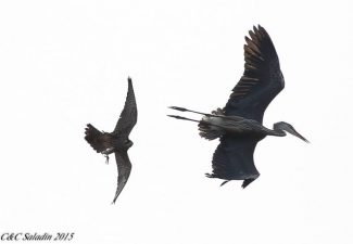 Mobbing: What It Is, and Why Do Mobbed Birds Put Up With It - Buffalo ...