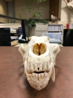 Museum Minute: Skulls of Wolves Can Tell A Story