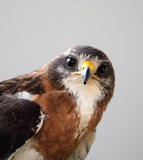 Introducing the Swainson’s Hawk - Buffalo Bill Center of the West