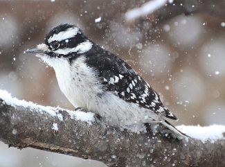 How Birds Survive Cold Temperatures - Buffalo Bill Center of the West