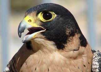 Adaptations For the Speedy Life Style of Peregrine Falcons - Buffalo ...
