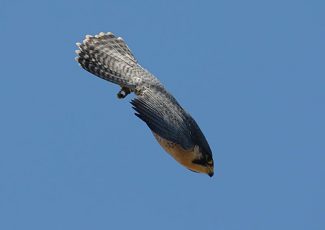 Adaptations For the Speedy Life Style of Peregrine Falcons - Buffalo ...