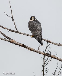 Adaptations For the Speedy Life Style of Peregrine Falcons - Buffalo ...