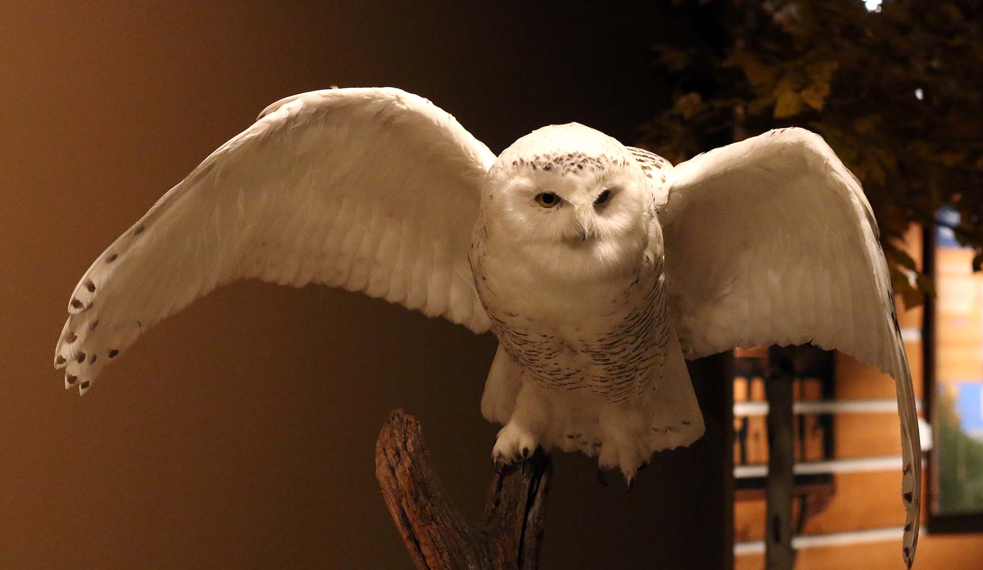 Museum Minute: Eruptions of the Snowy Owl - Center of the West