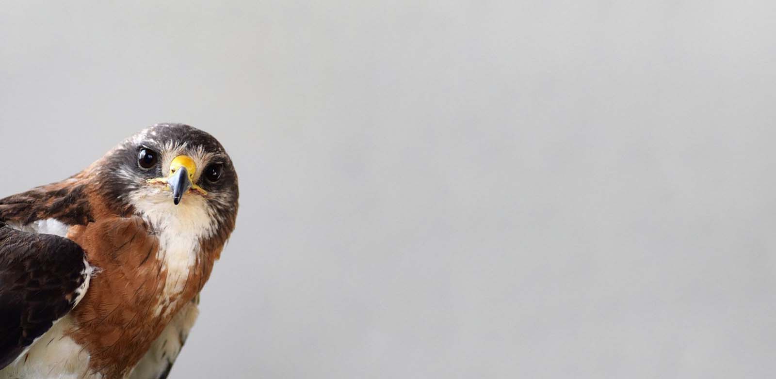 Introducing the Swainson’s Hawk - Buffalo Bill Center of the West