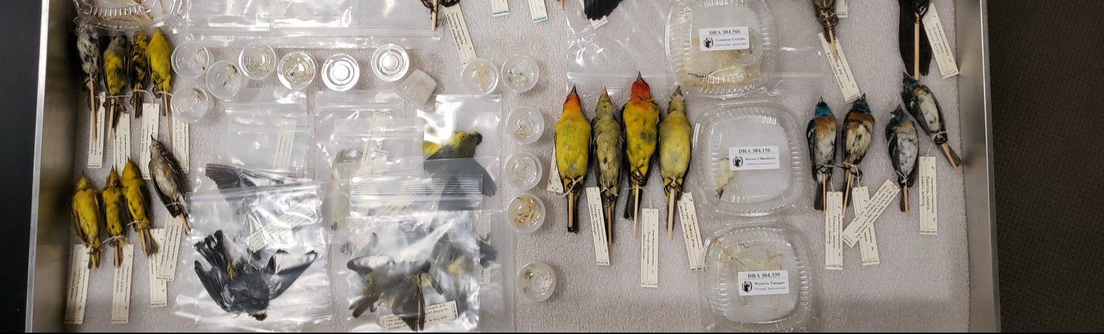 Specimen Preparation: Everything You Need To Know - Buffalo Bill Center ...