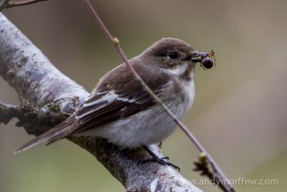 How Birds Use Spider Webs in Nest Building
