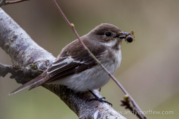 How Birds Use Spider Webs in Nest Building