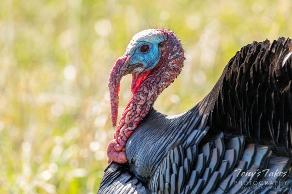 Turkeys, Thanksgiving, and Our National Bird - Buffalo Bill Center of ...