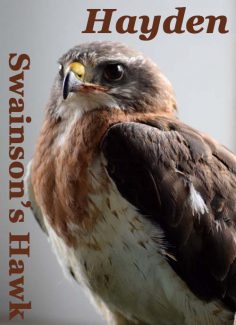 Hayden the Swainson's hawk - Draper Museum Raptor Experience