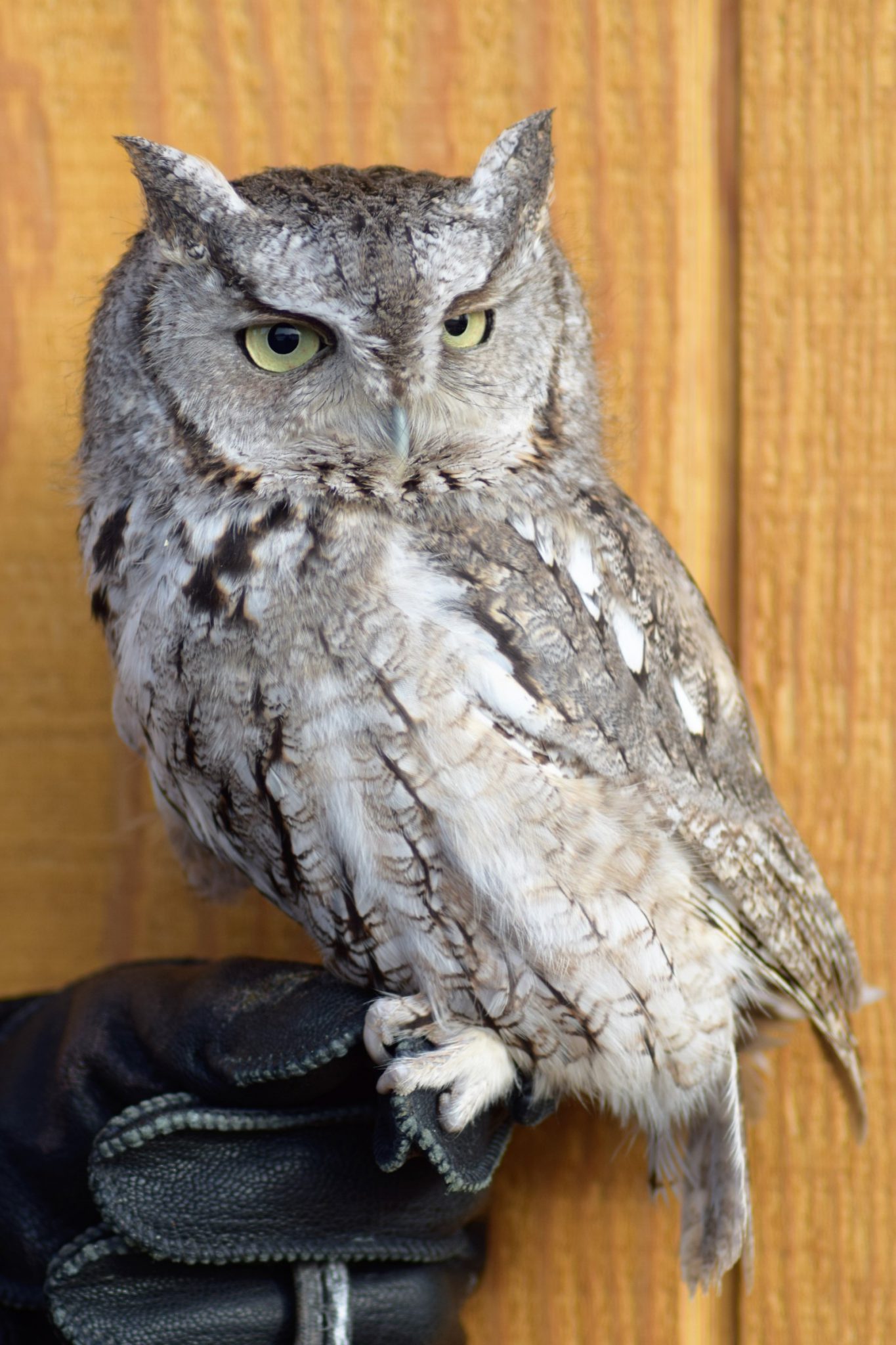 Museum Minute: Monte, The Eastern Screech Owl - Raptor Experience