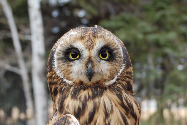 What are Owl Sounds and the Great Horned Owl Call