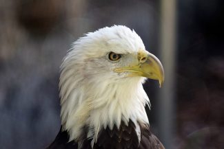 Eagle Sounds: What Does an Eagle Sound Like