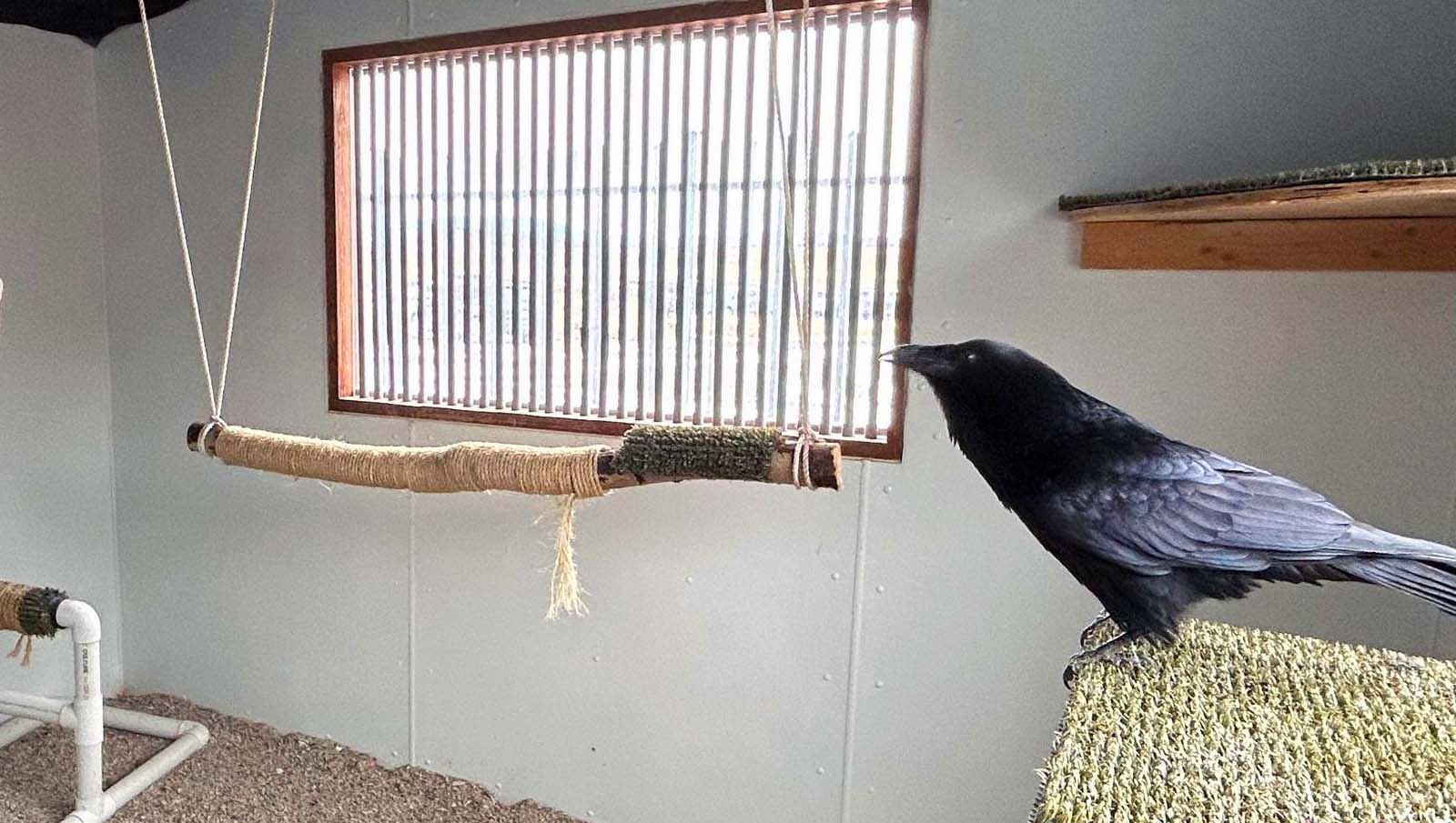 Common raven - Buffalo Bill Center of the West