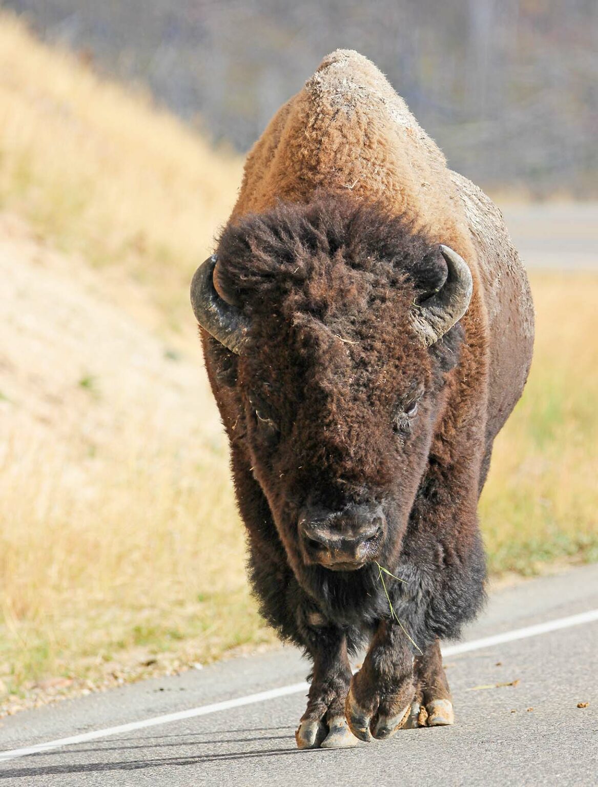 How to "read" a bison: Basics for visitors