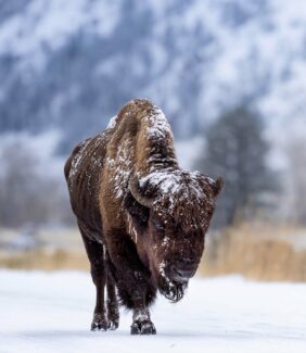 F.A.Q. - Draper Natural History Museum - Buffalo Bill Center of the West
