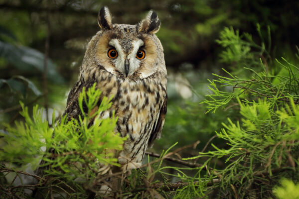 Long-eared Owls: Appearance, Habitat, and Behavior - Buffalo Bill ...