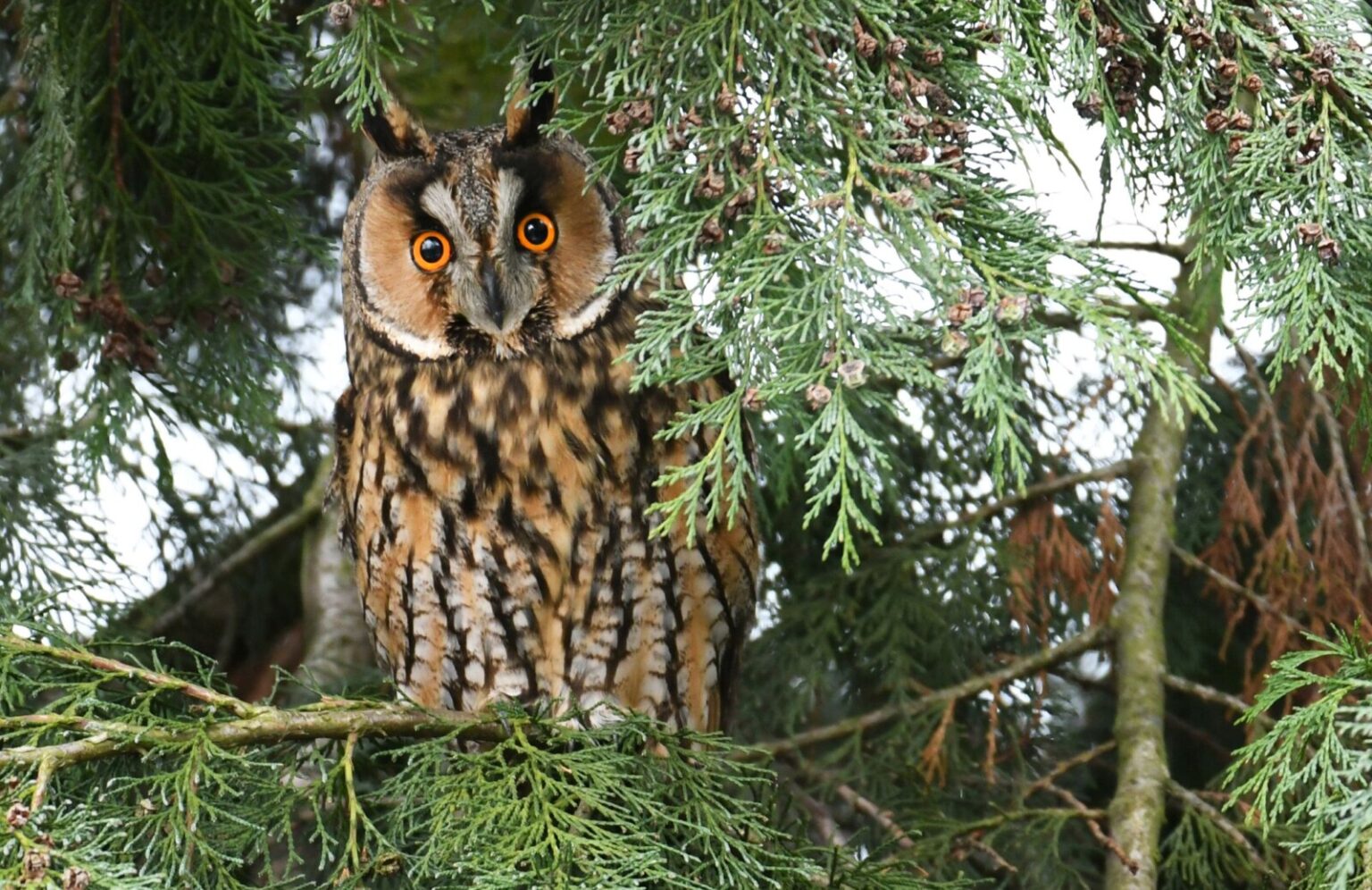 Long-eared Owls: Appearance, Habitat, and Behavior - Buffalo Bill ...