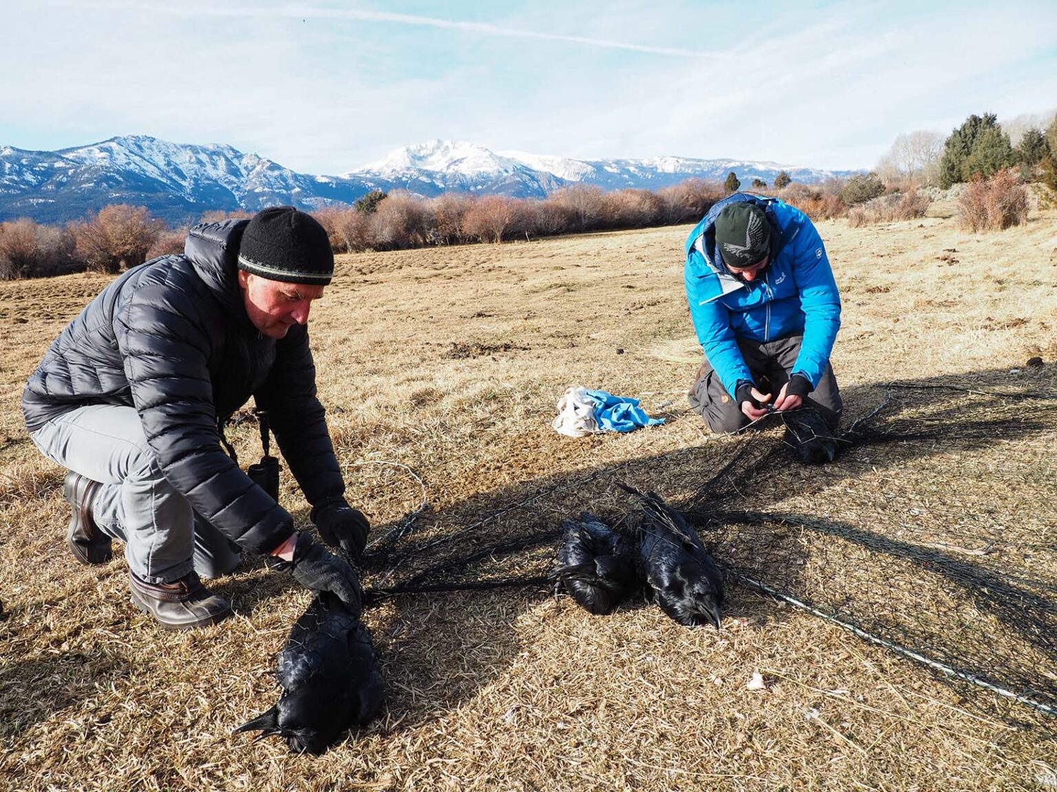 Free Talk: Raven Research in the Greater Yellowstone Ecosystem