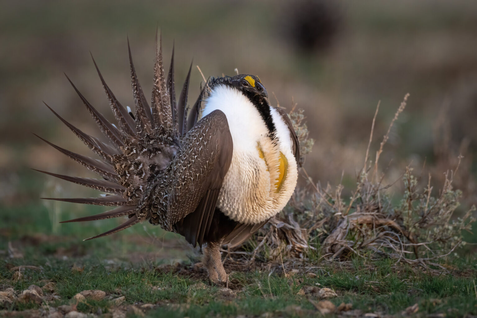 Practicing Safe Leks: A Guide to the Greater Sage-Grouse - Buffalo Bill ...