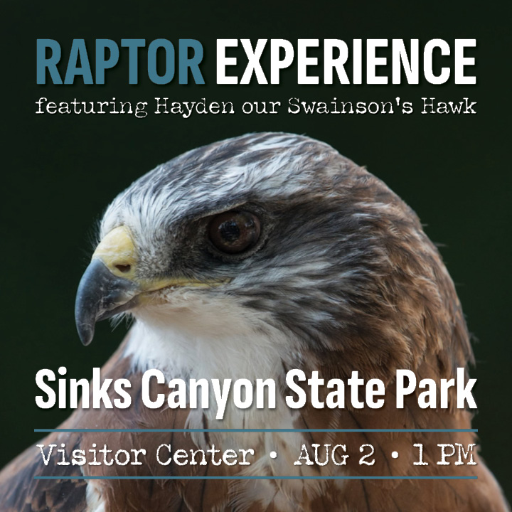 Raptor Experience at Sinks Canyon - Buffalo Bill Center of the West